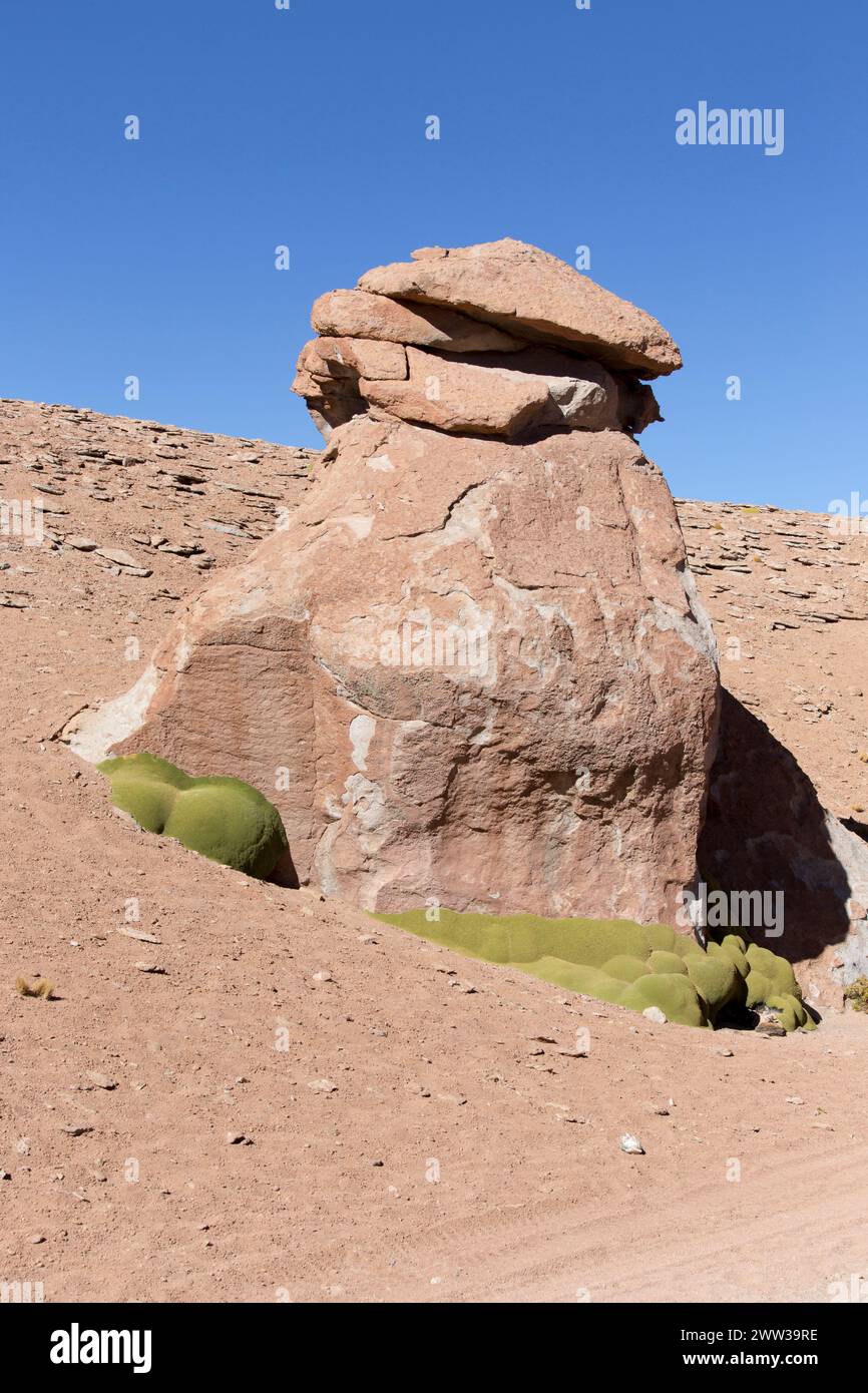 A view of Azorella yareta plant in Bolivia Stock Photo - Alamy