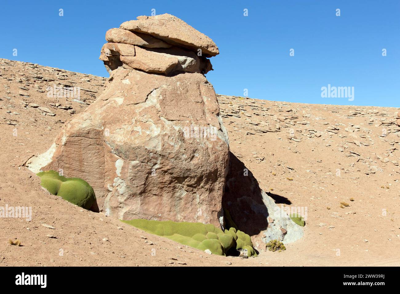 A view of Azorella yareta plant in Bolivia Stock Photo - Alamy