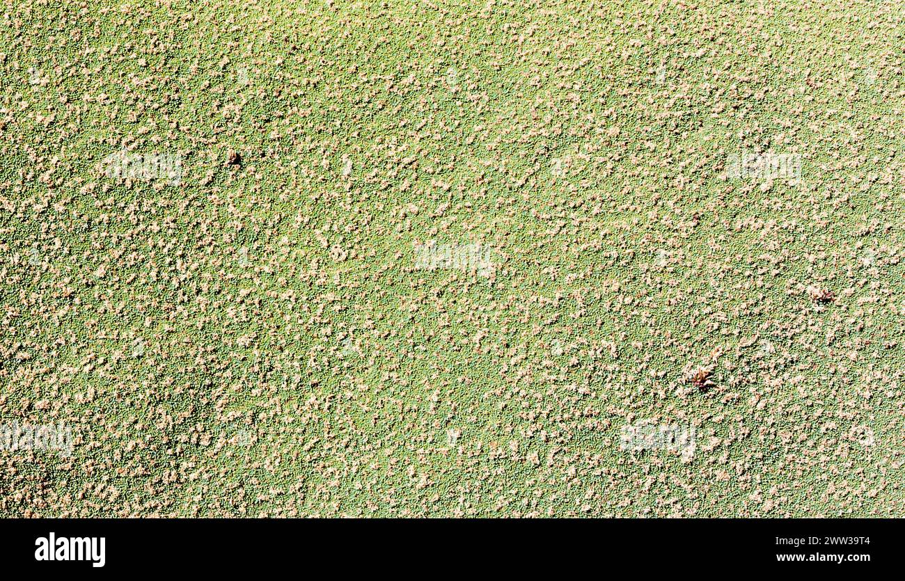 A view of Azorella yareta plant in Bolivia Stock Photo - Alamy