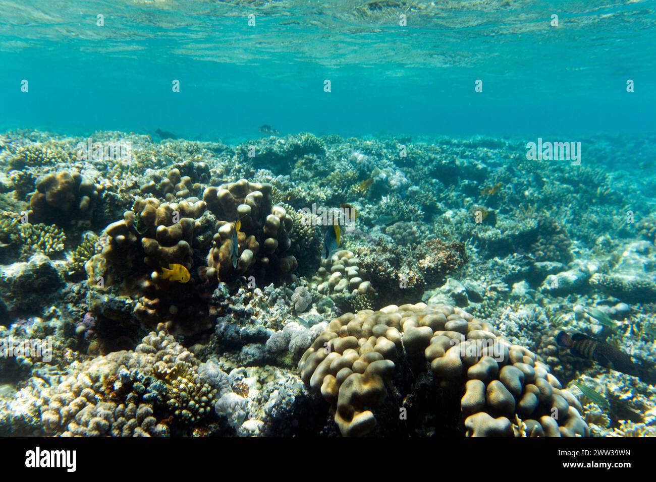 A photo of coral reef in Egypt Stock Photo - Alamy