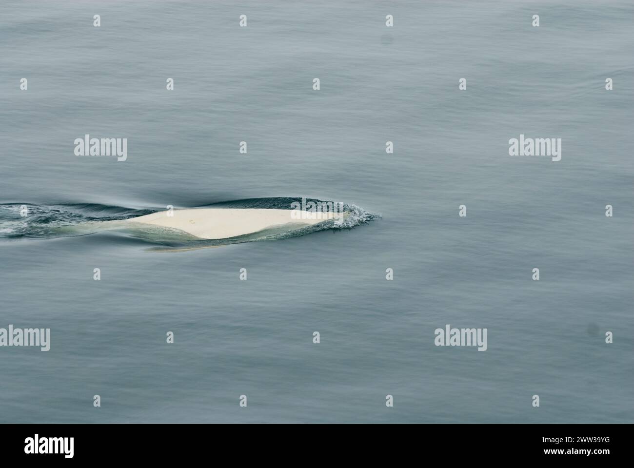 beluga whale, Delphinapterus leucas, adult in an open lead amidst the ...