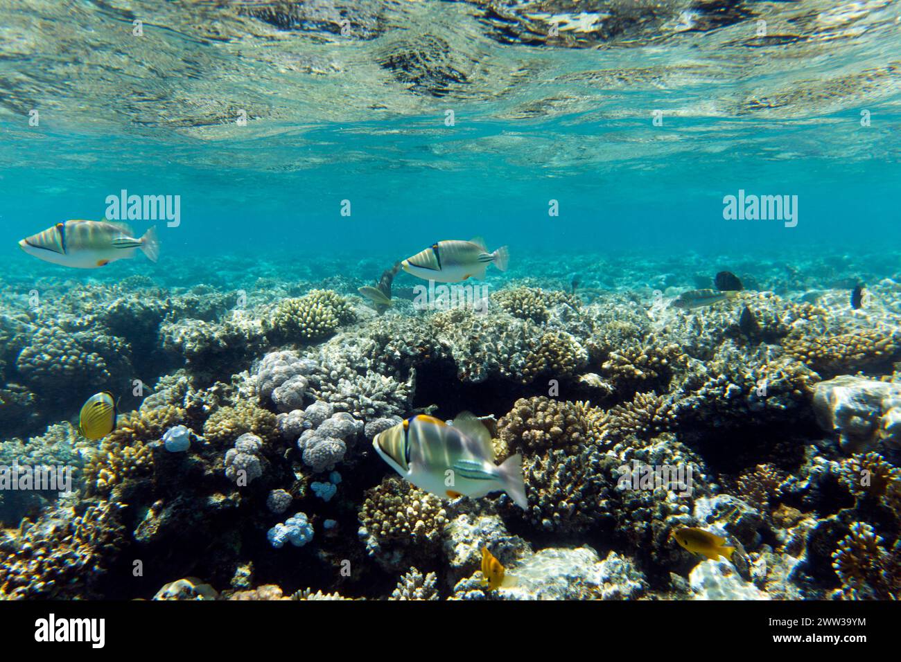 A photo of coral reef in Egypt Stock Photo - Alamy
