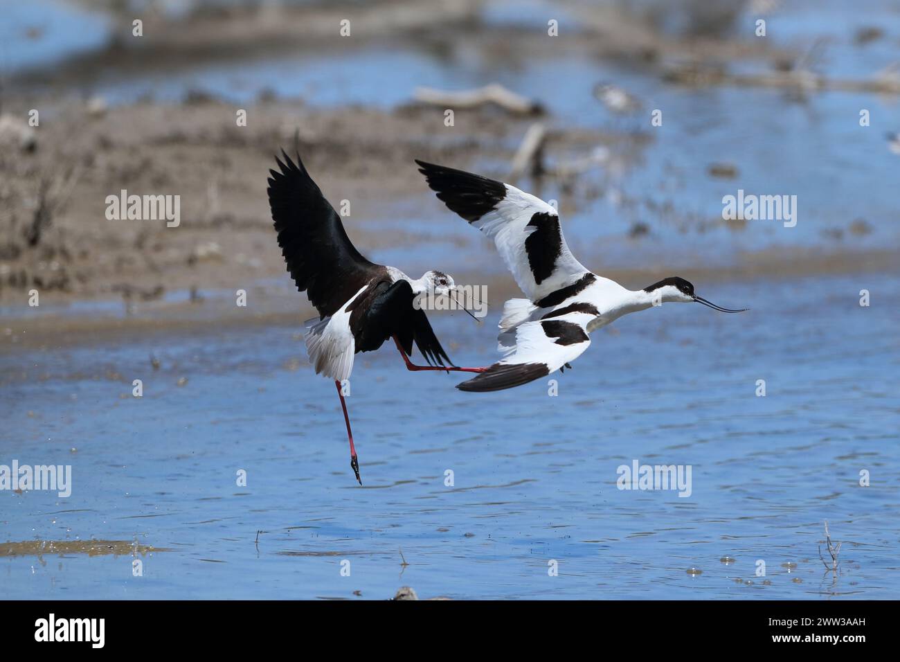 Winged worms hi-res stock photography and images - Alamy