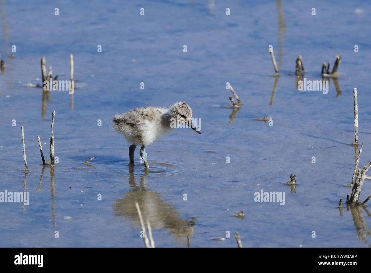 Avocet in breeding plumage hi-res stock photography and images - Alamy