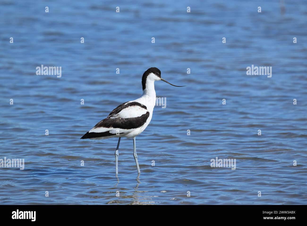 Pied avocet recurvirostra avosetta back hi-res stock photography and ...