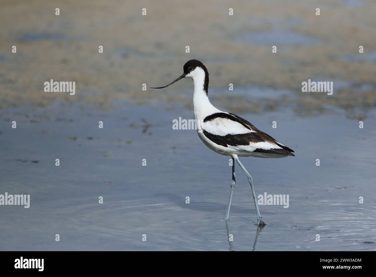 Pied avocet recurvirostra avosetta back hi-res stock photography and ...