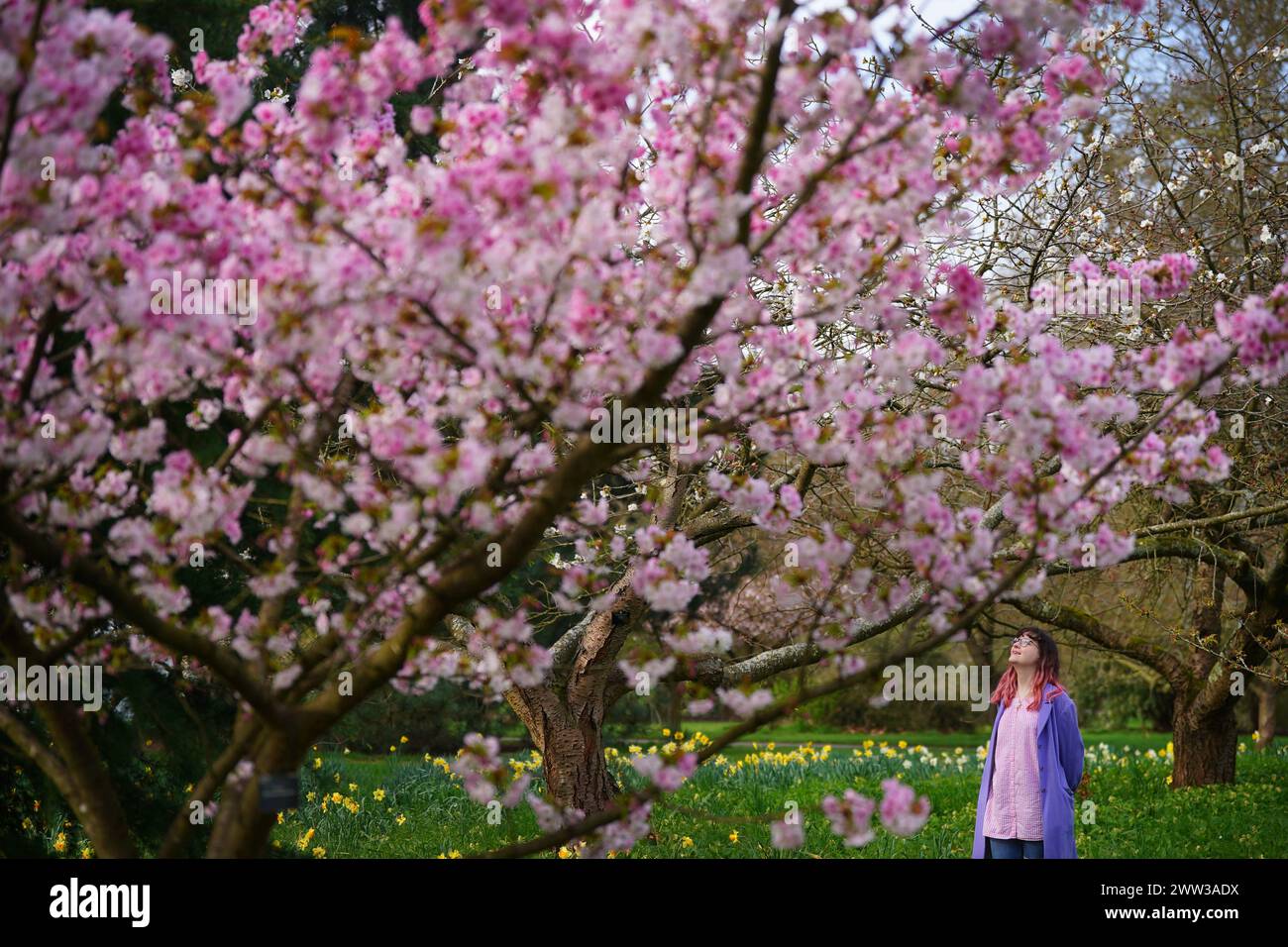 Olivia Johnson walks through blossom trees during a photo call for the ...