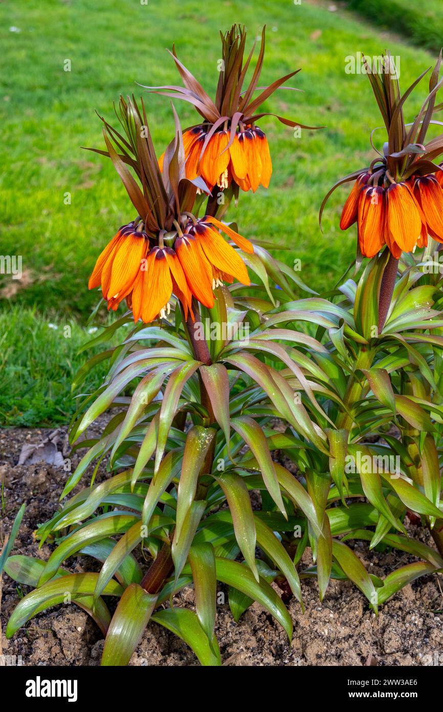 Fritillaria imperialis, the crown imperial, imperial fritillary or ...
