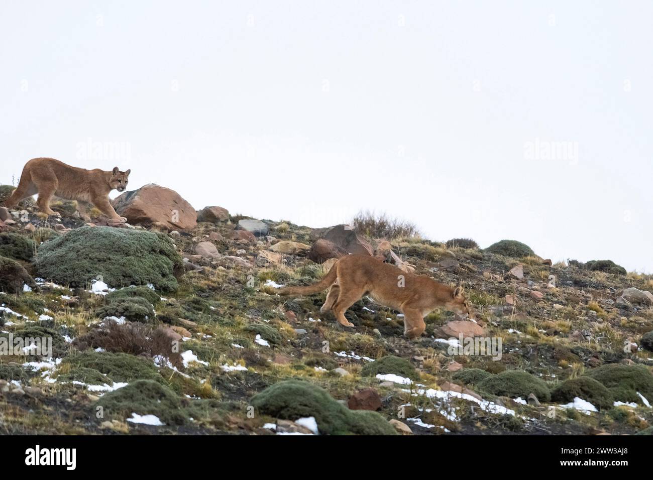 Puma walking in mountain environment, Torres del Paine National Park ...