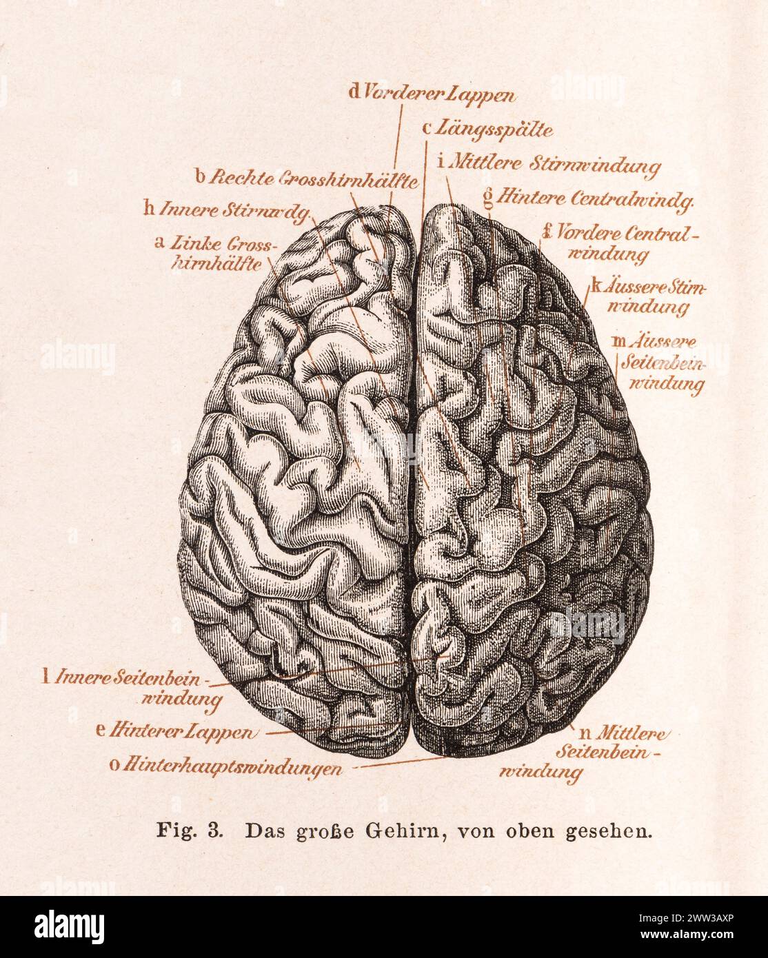 Medicine, anatomy, illustration, human brain from above, brain ...