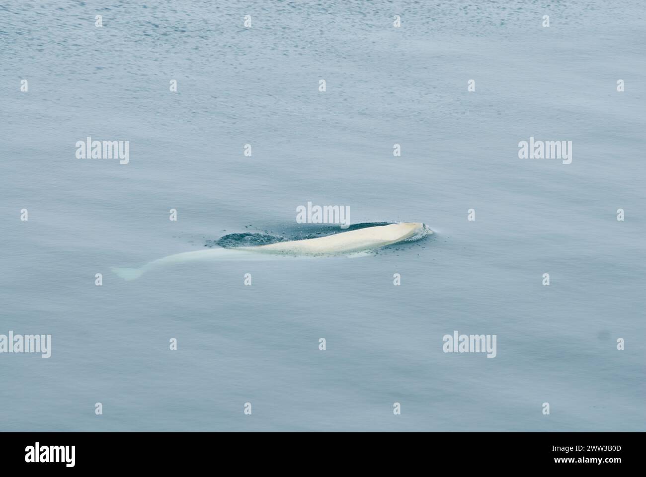 beluga whale, Delphinapterus leucas, adult in an open lead amidst the ...