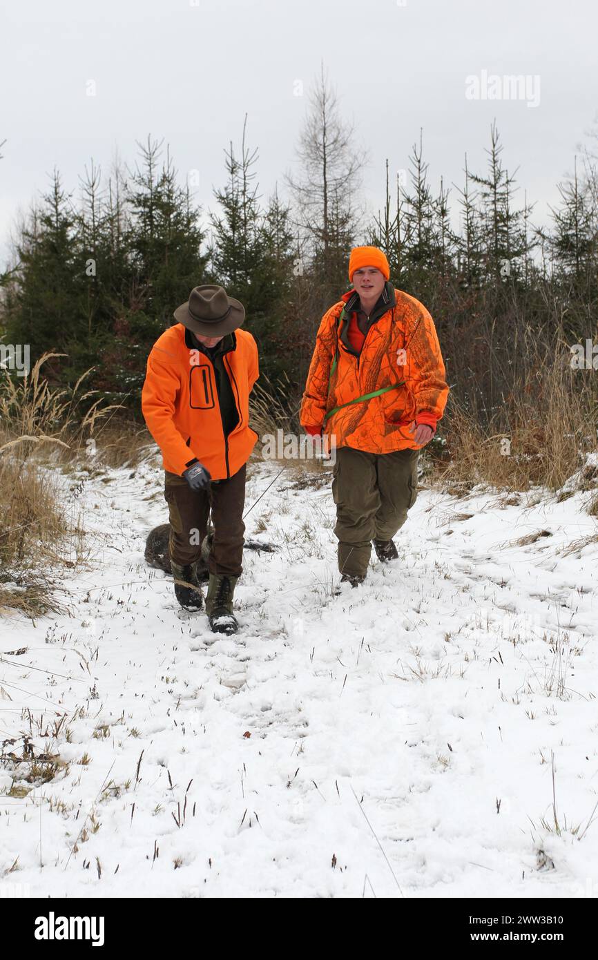 Wild boar hunt, hunters in high-visibility waistcoats drag a shot wild ...