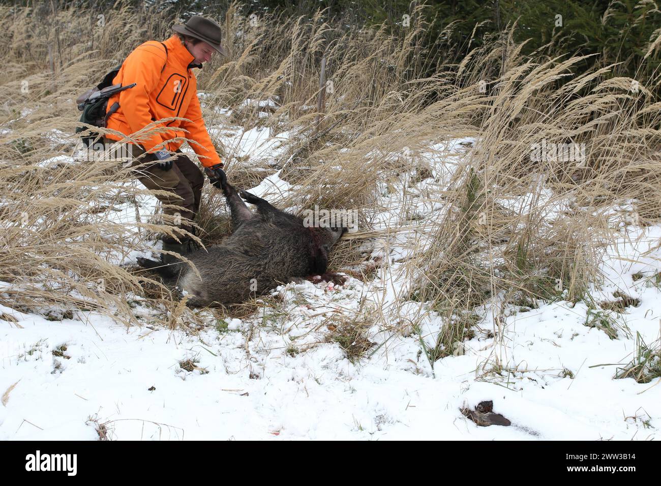 Shot wild boar hi-res stock photography and images - Alamy