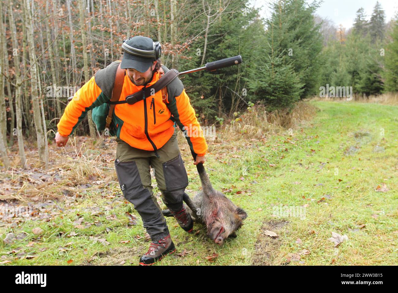 Wild boar hunting, hunter with hearing protection and rifle with ...
