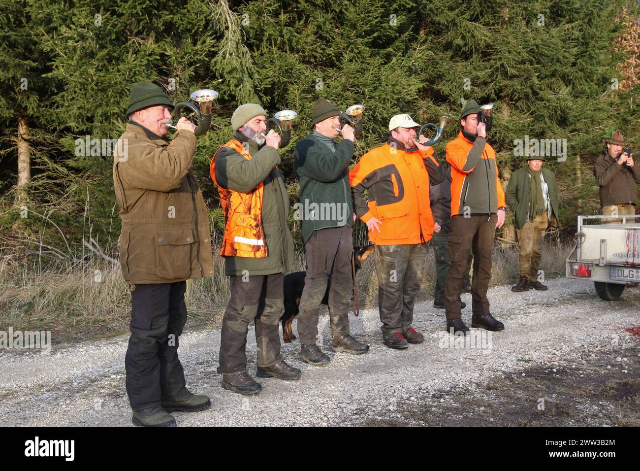 Wild boar (Sus scrofa) Hunting horn blowers blowing signal sow dead in ...