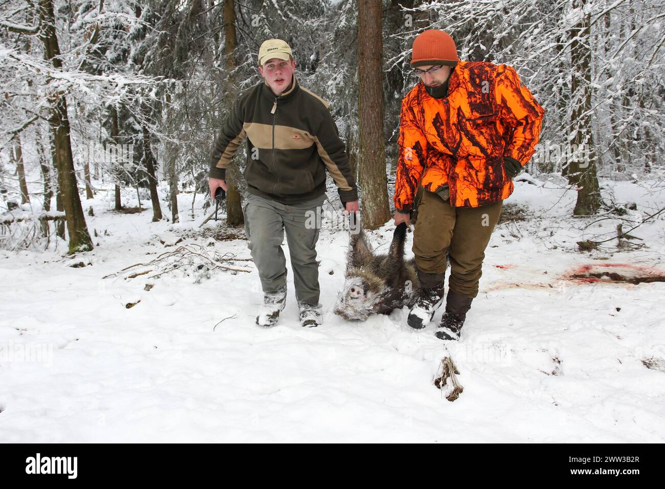 Wild boar hunt, hunters in high-visibility waistcoats pull a shot wild ...
