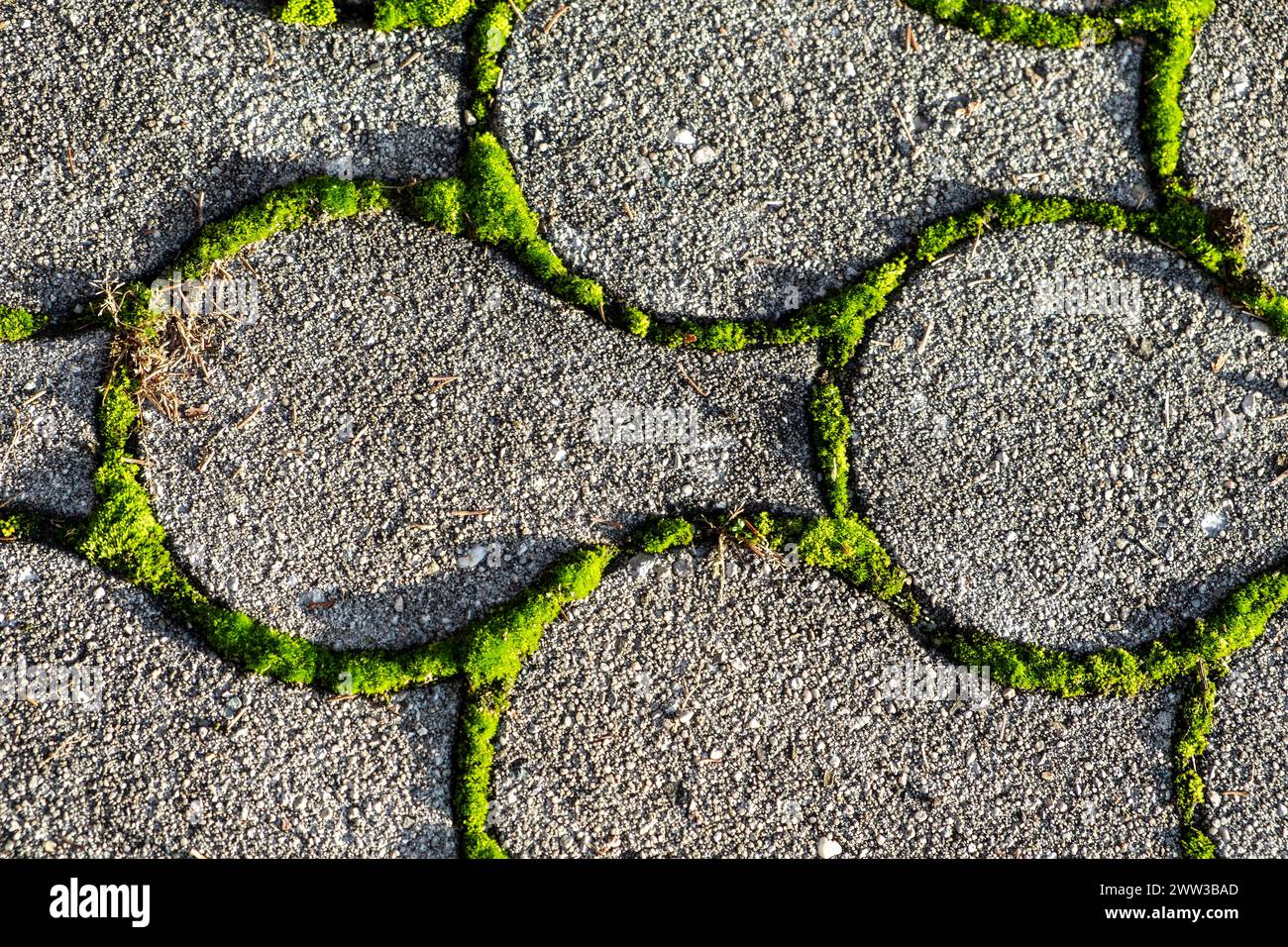 Moss between paving stones hi-res stock photography and images - Alamy