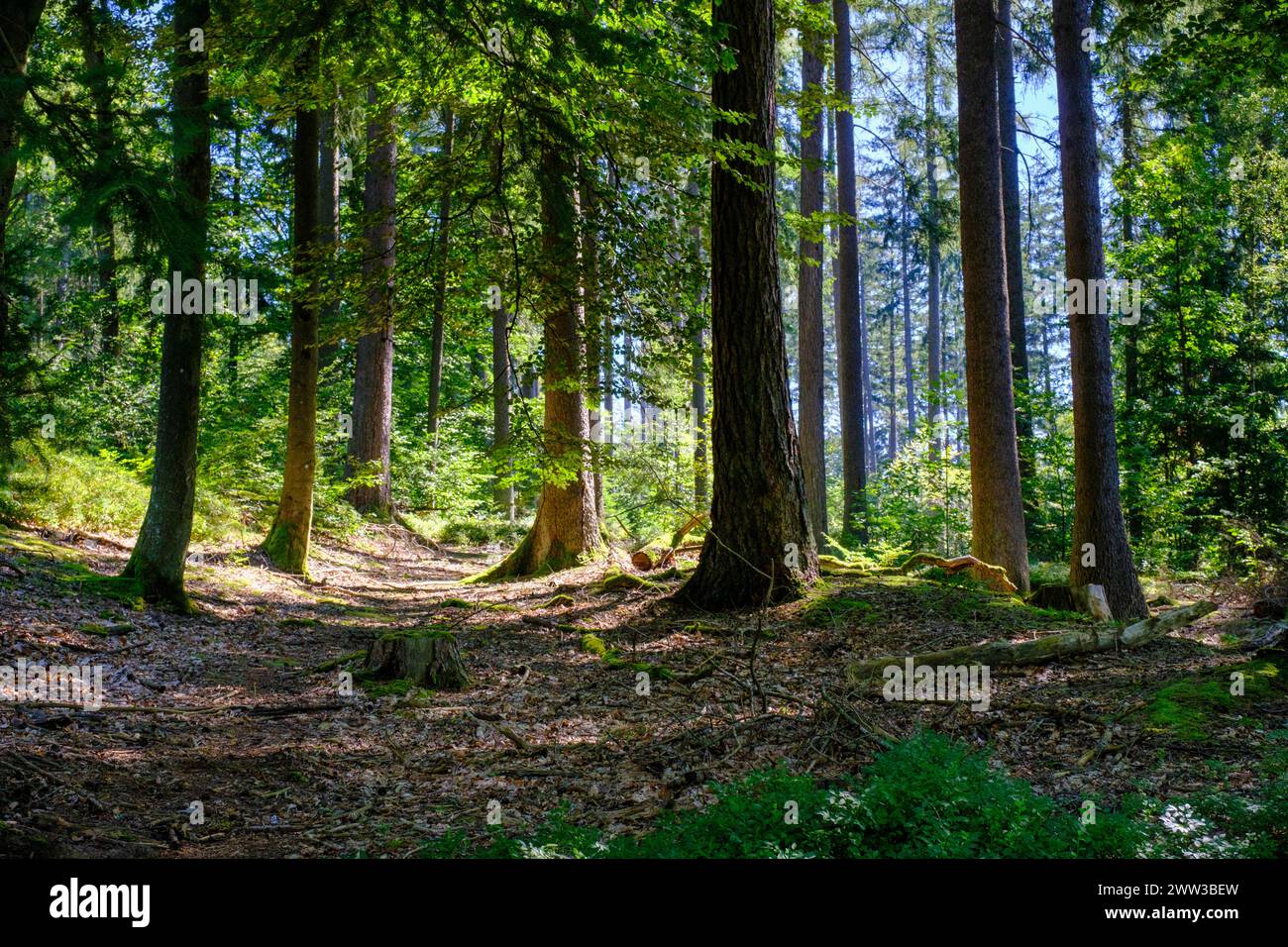 Spessart forest hi-res stock photography and images - Alamy