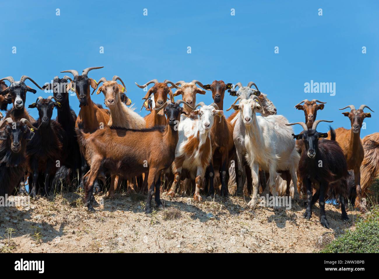 Photo of goat looking at camera hi-res stock photography and images - Alamy