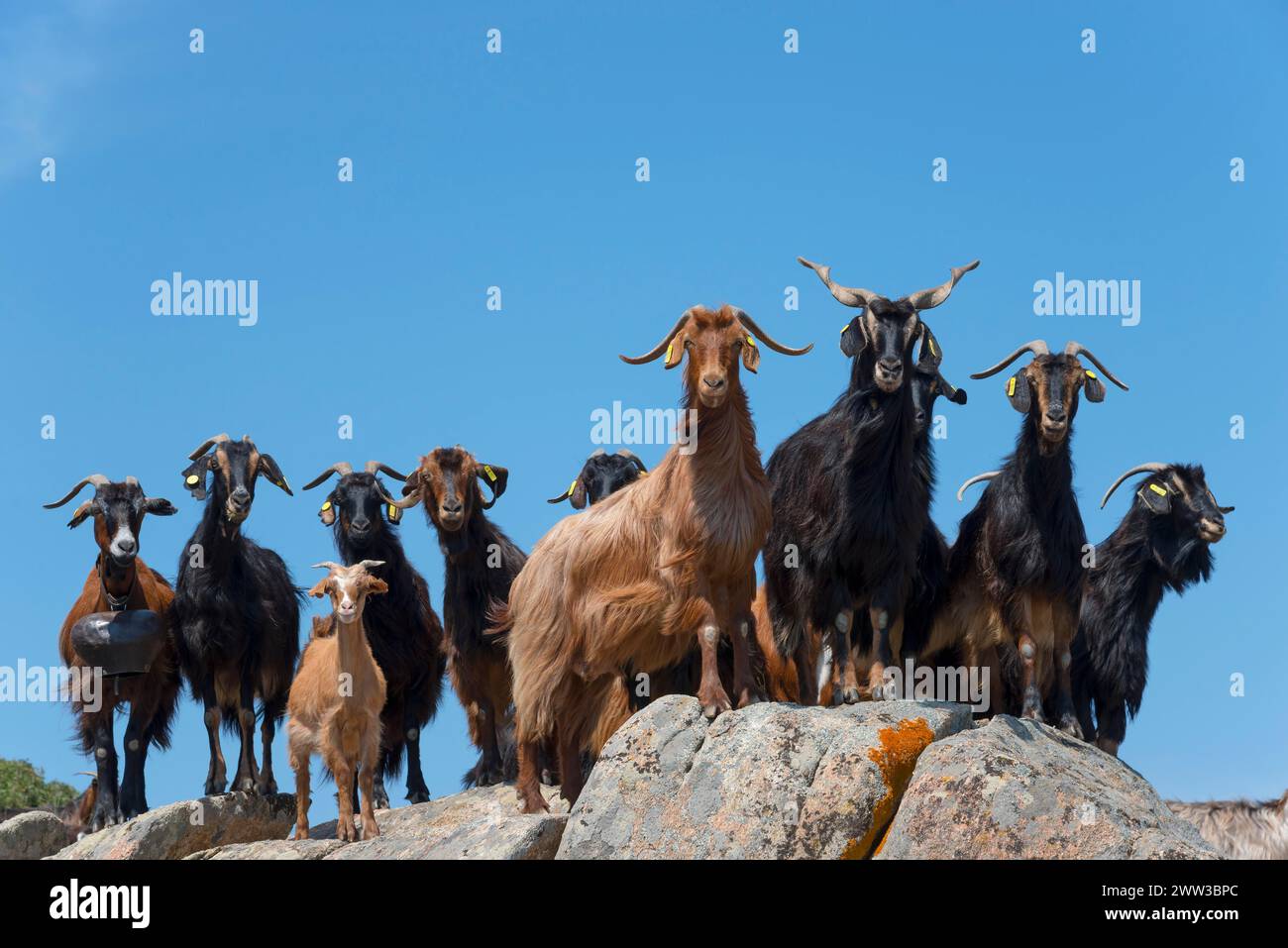 Group of goats hi-res stock photography and images - Alamy