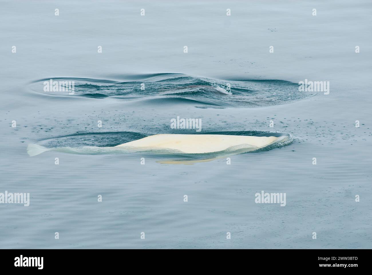 beluga whale, Delphinapterus leucas, adult in an open lead amidst the ...