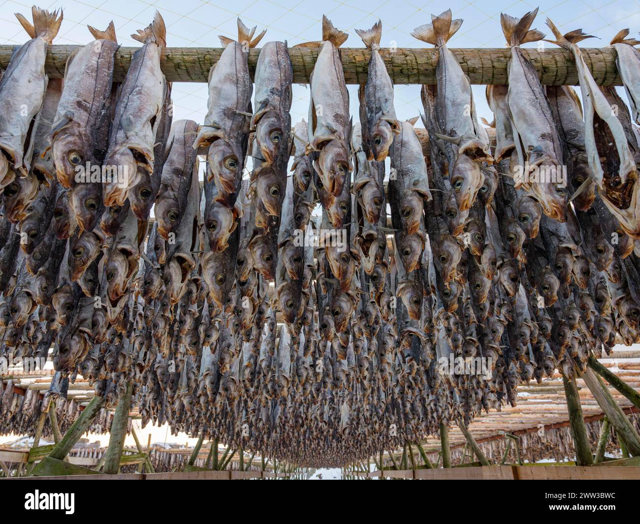 Atlantic cod (Gadus morhua) hung up to dry as stockfish, an old ...