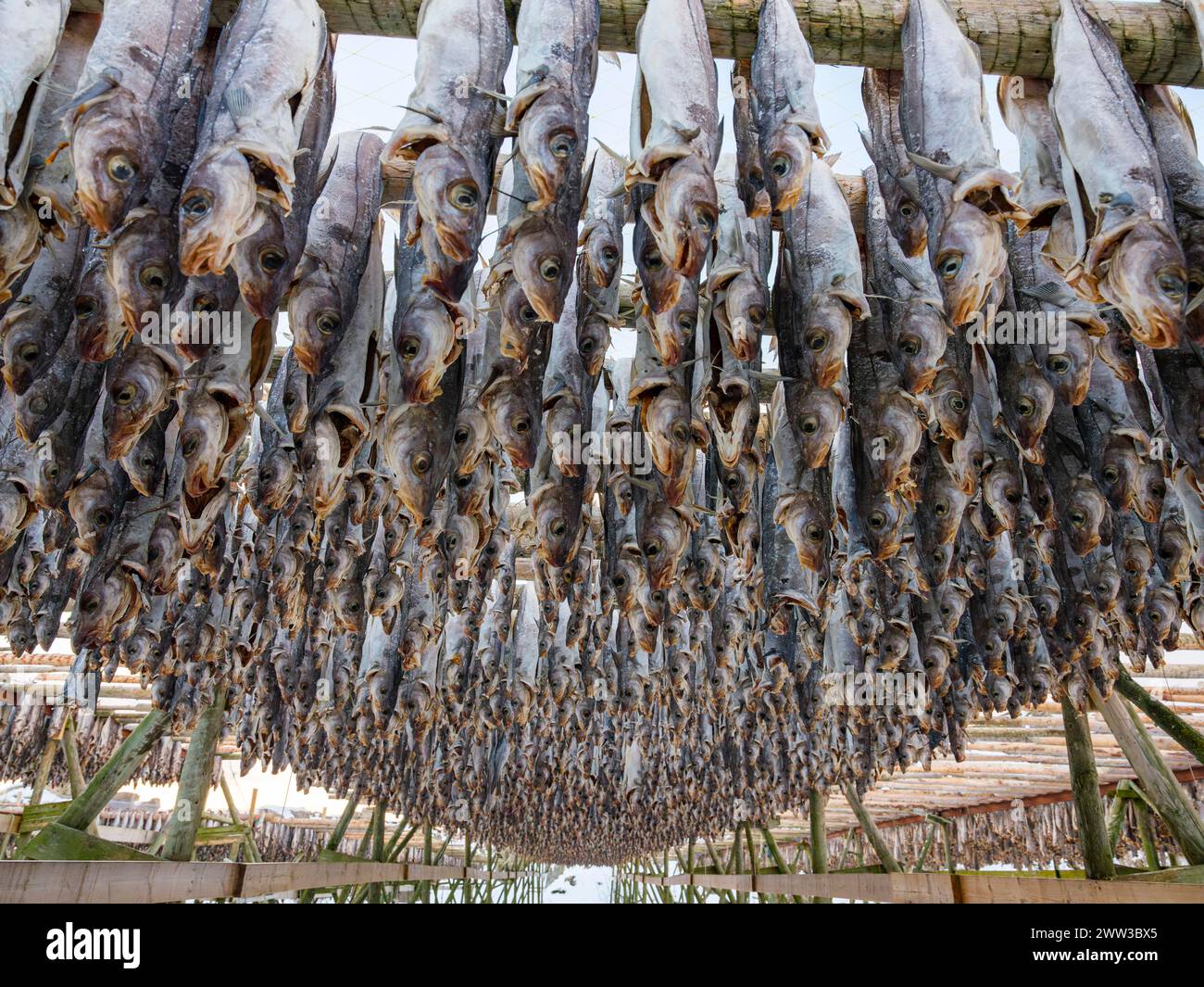 Atlantic cod (Gadus morhua) hung up to dry as stockfish, an old ...