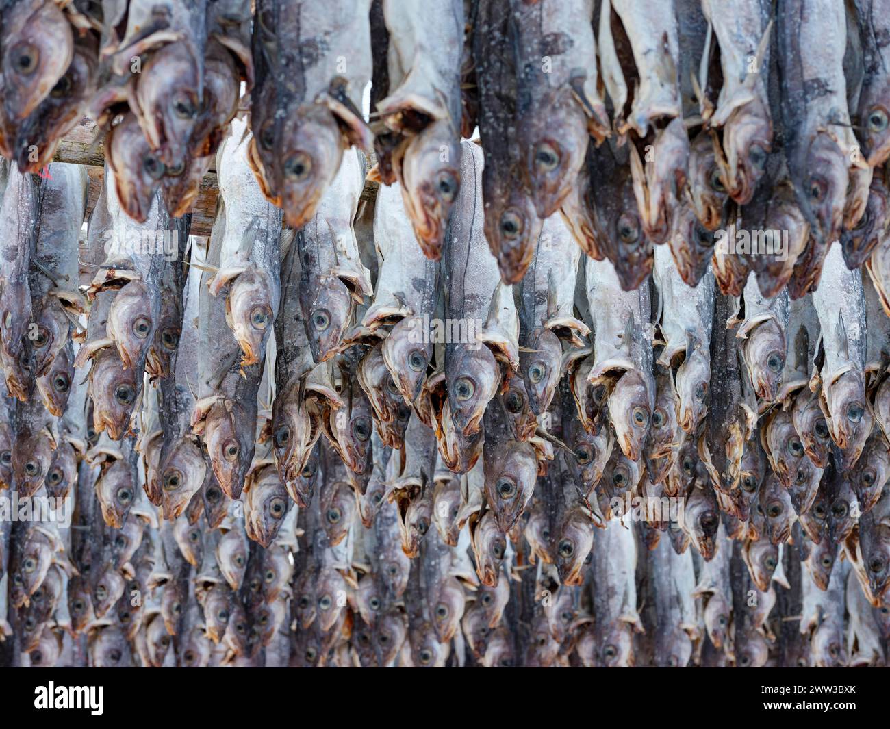 Atlantic cod (Gadus morhua) hung up to dry as stockfish, an old ...
