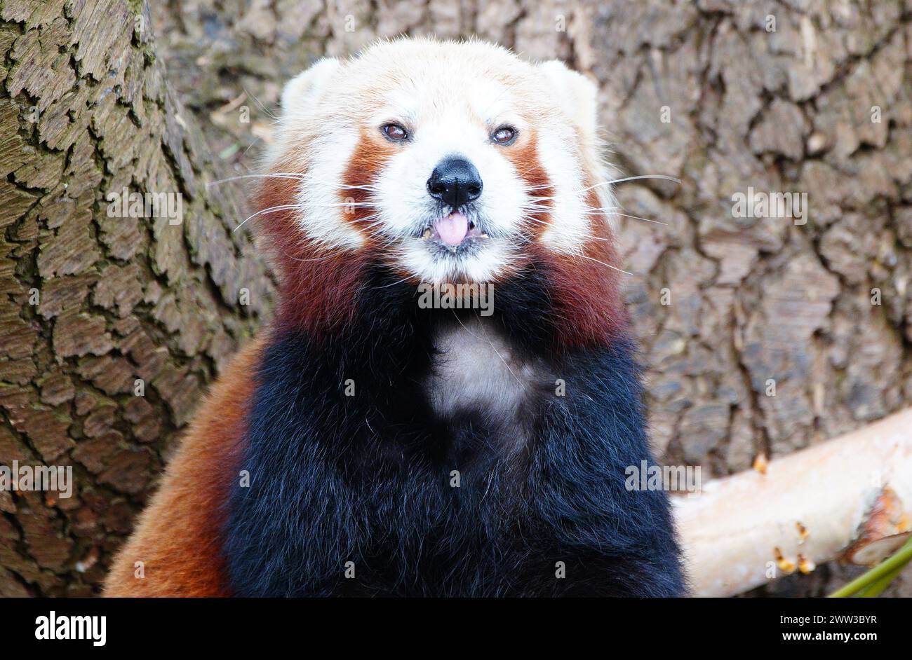 Red panda Nilo explores his surroundings in the new red panda habitat at Bristol Zoo Project ...