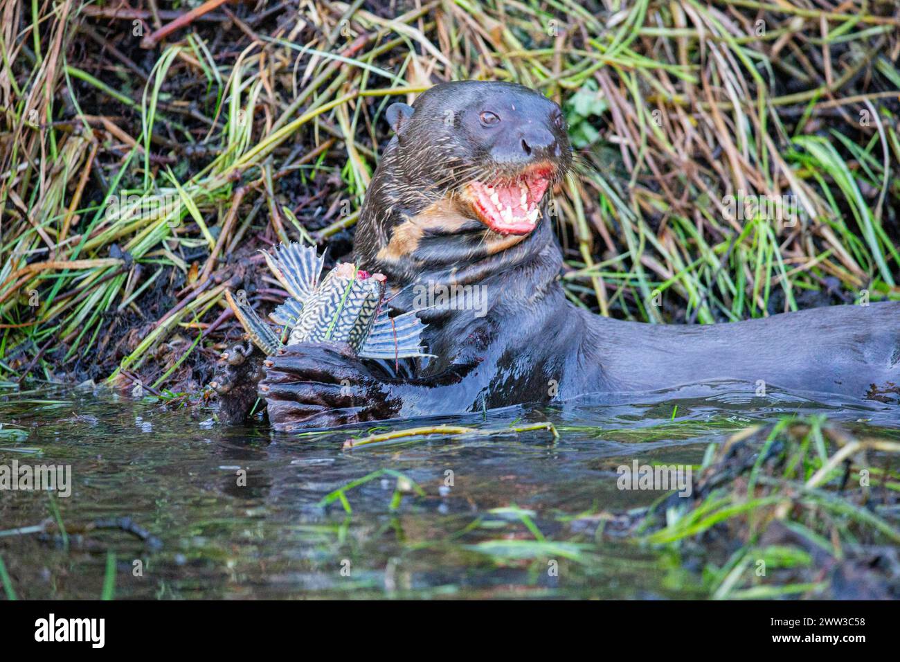 Giant otter (Pteronura brasiliensis) Pantanal Brazil Stock Photo - Alamy