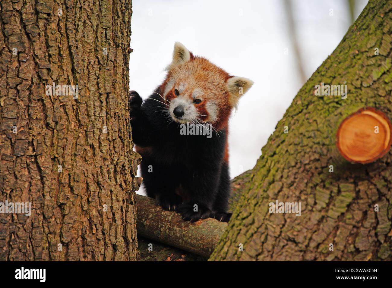 Red panda Nilo explores his surroundings in the new red panda habitat ...