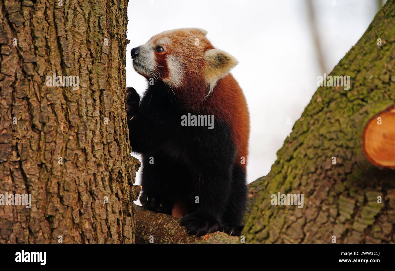 Red panda Nilo explores his surroundings in the new red panda habitat at Bristol Zoo Project ...
