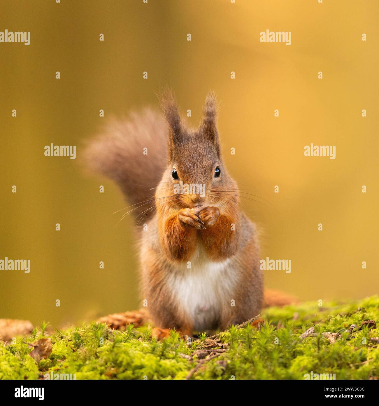 A tiny red squirrel feeding on a mossy stone Stock Photo - Alamy