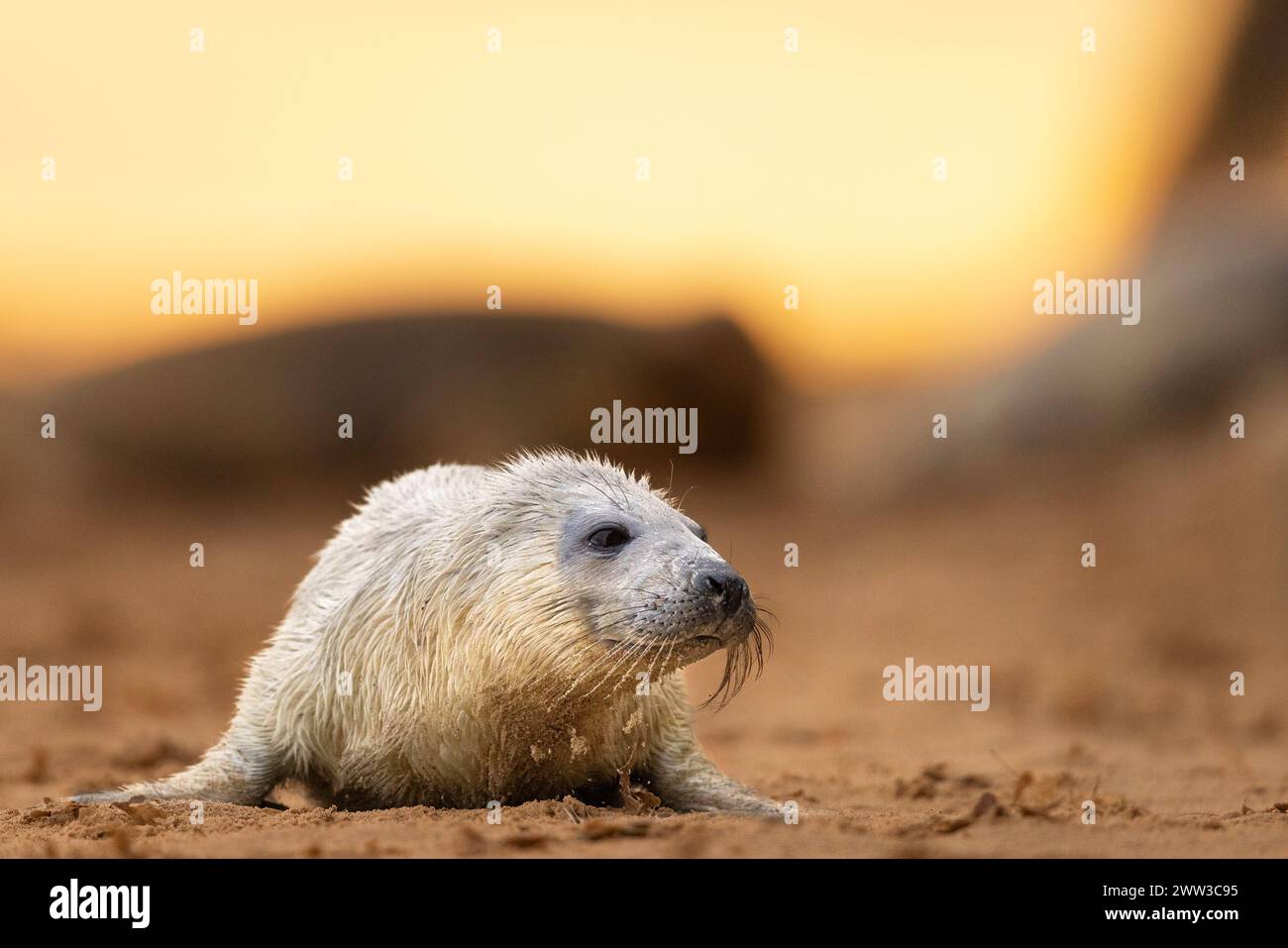 A young white fur seal rests on sandy beach Stock Photo - Alamy