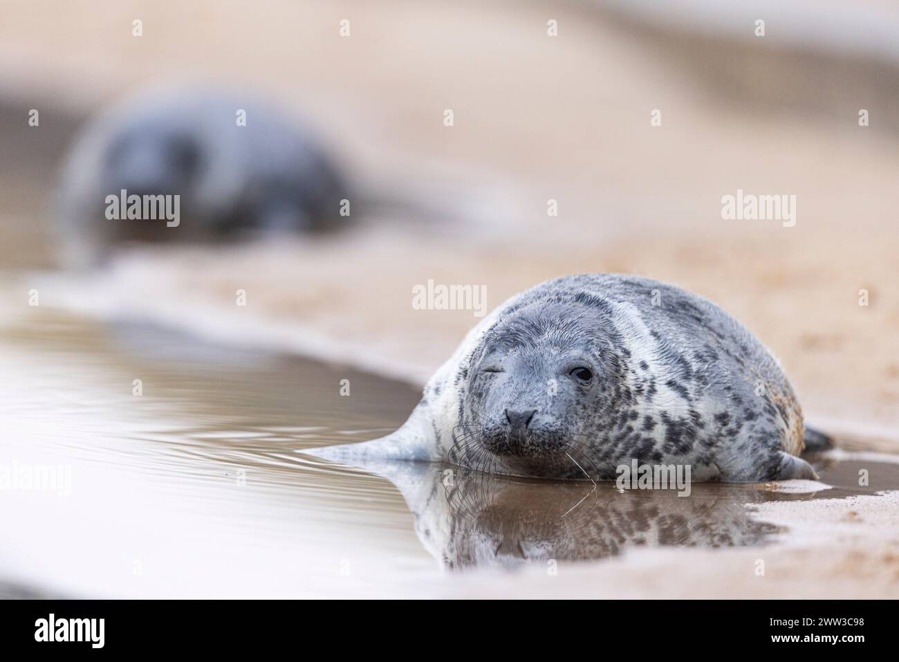 Two animals resting in water near the shore Stock Photo - Alamy