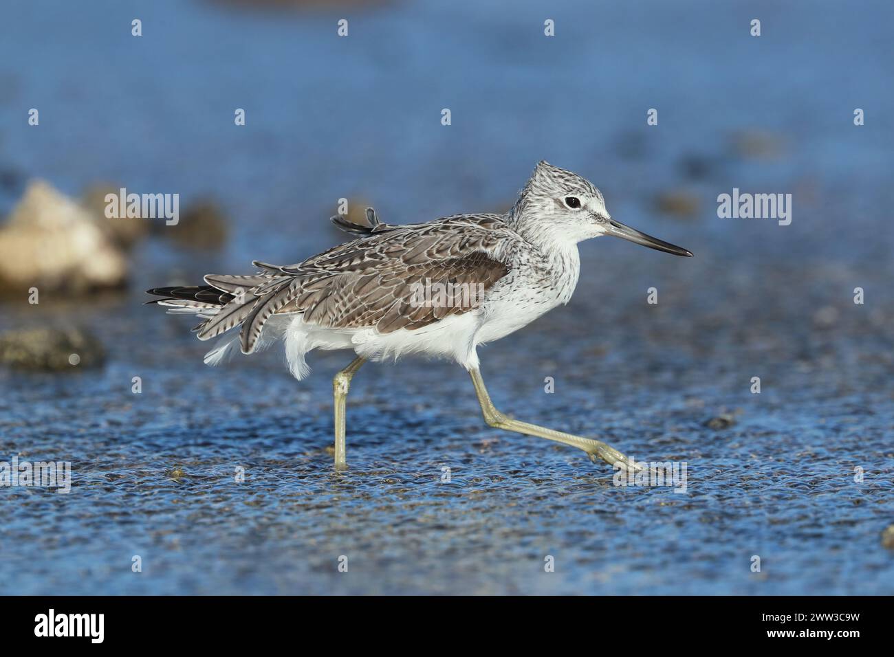 Breeding birds of central europe hi-res stock photography and images ...