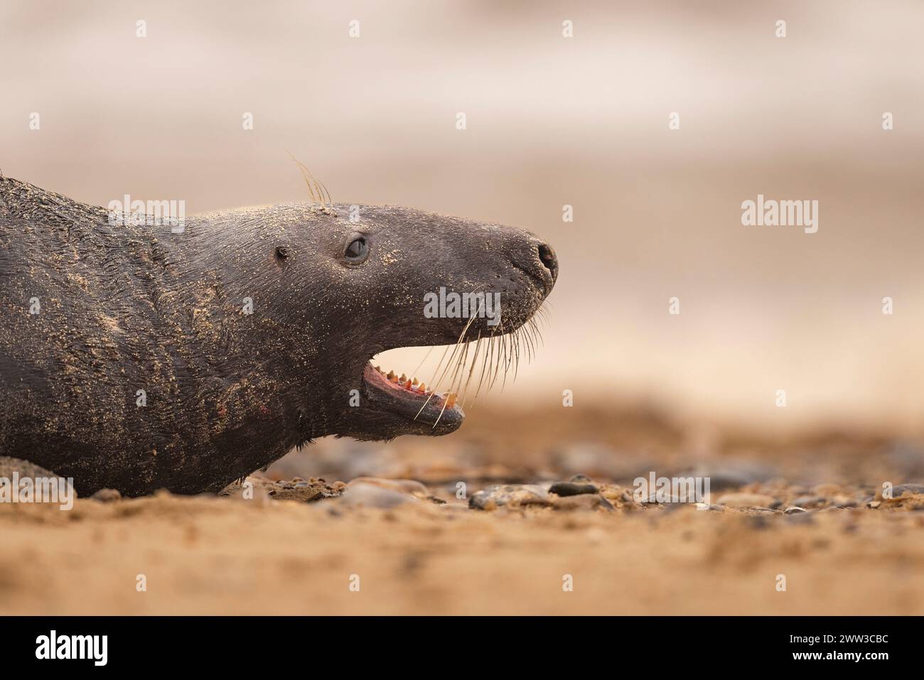 A seal with mouth agape and eyes shut on sandy beach Stock Photo - Alamy