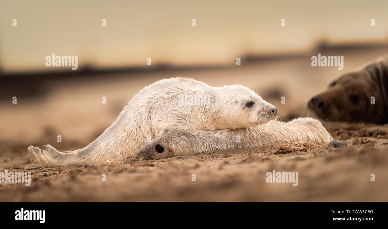 A Young Grey Seal crawling over the body of a dead pup whilst an aduly ...