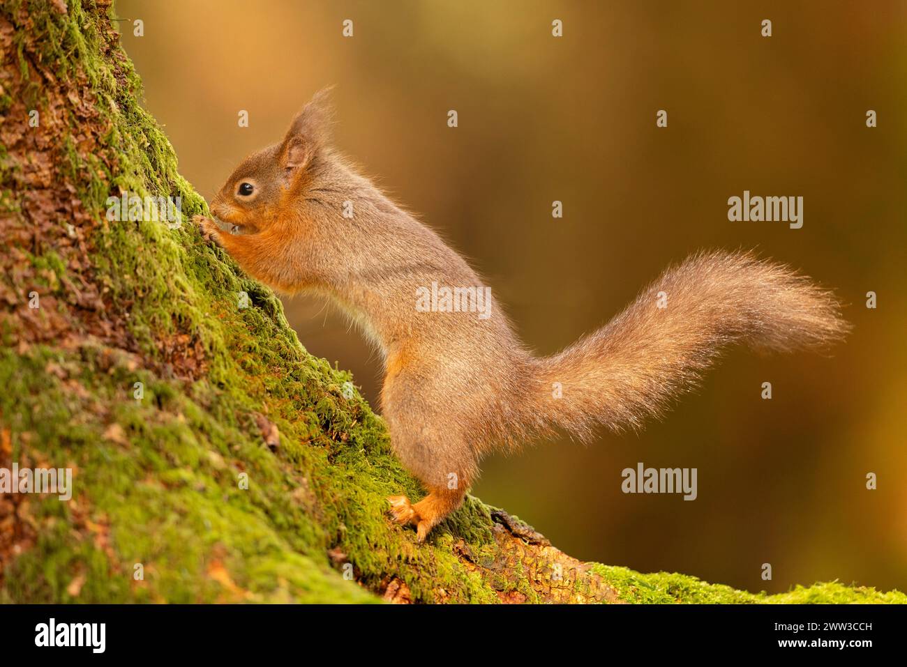 A small brown squirrel perched on a tree branch Stock Photo - Alamy