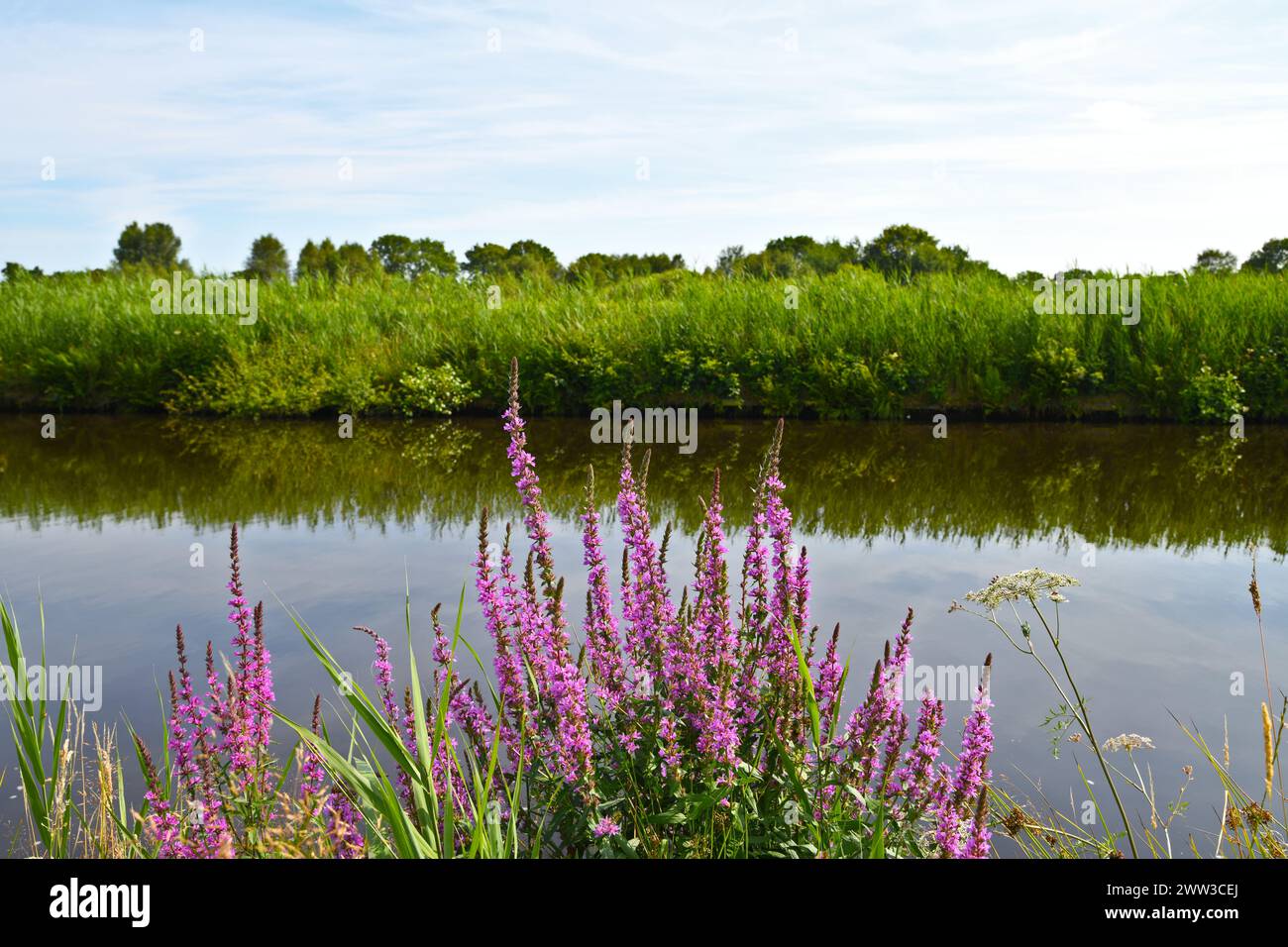 Bluhendes ufer hi-res stock photography and images - Alamy