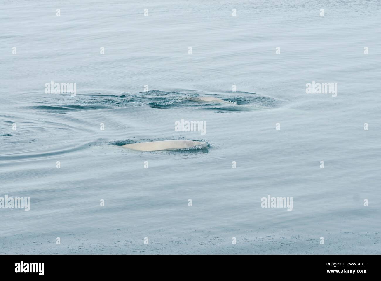 beluga whale, Delphinapterus leucas, adult in an open lead amidst the ...