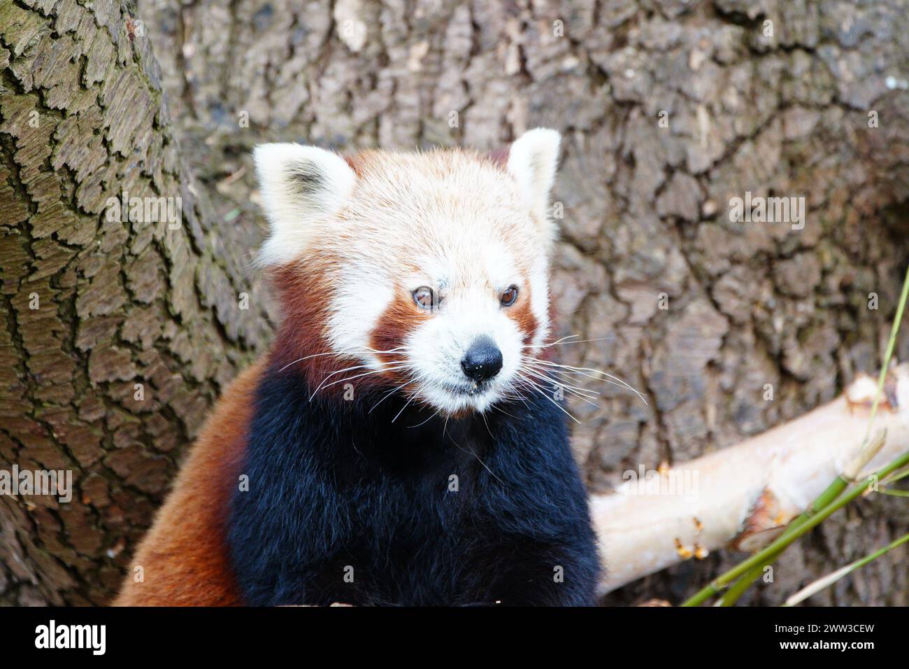 Red panda Nilo explores his surroundings in the new red panda habitat ...