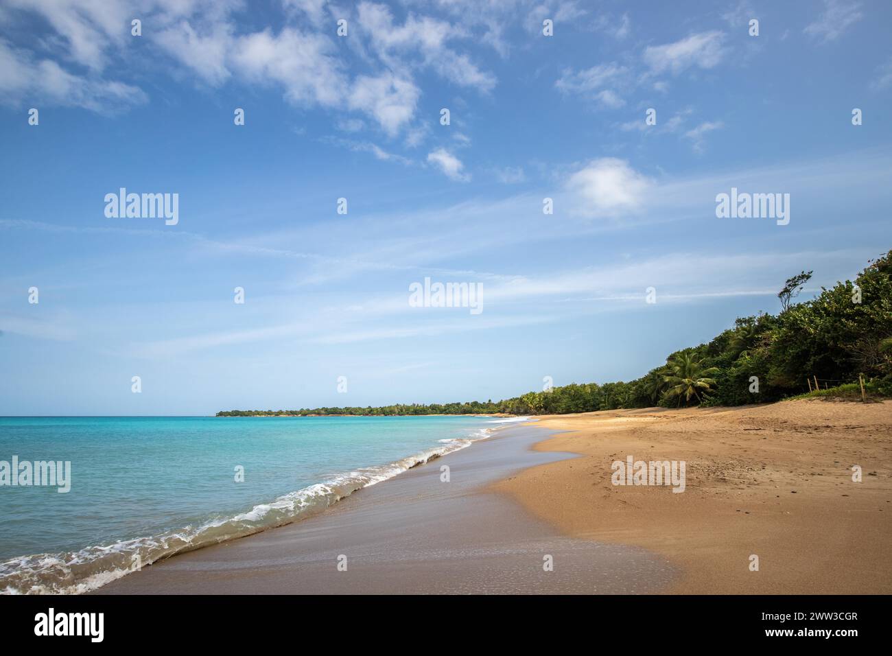 Lonely, wide sandy beach with turquoise-coloured sea. Tropical plants in a bay in the Caribbean ...