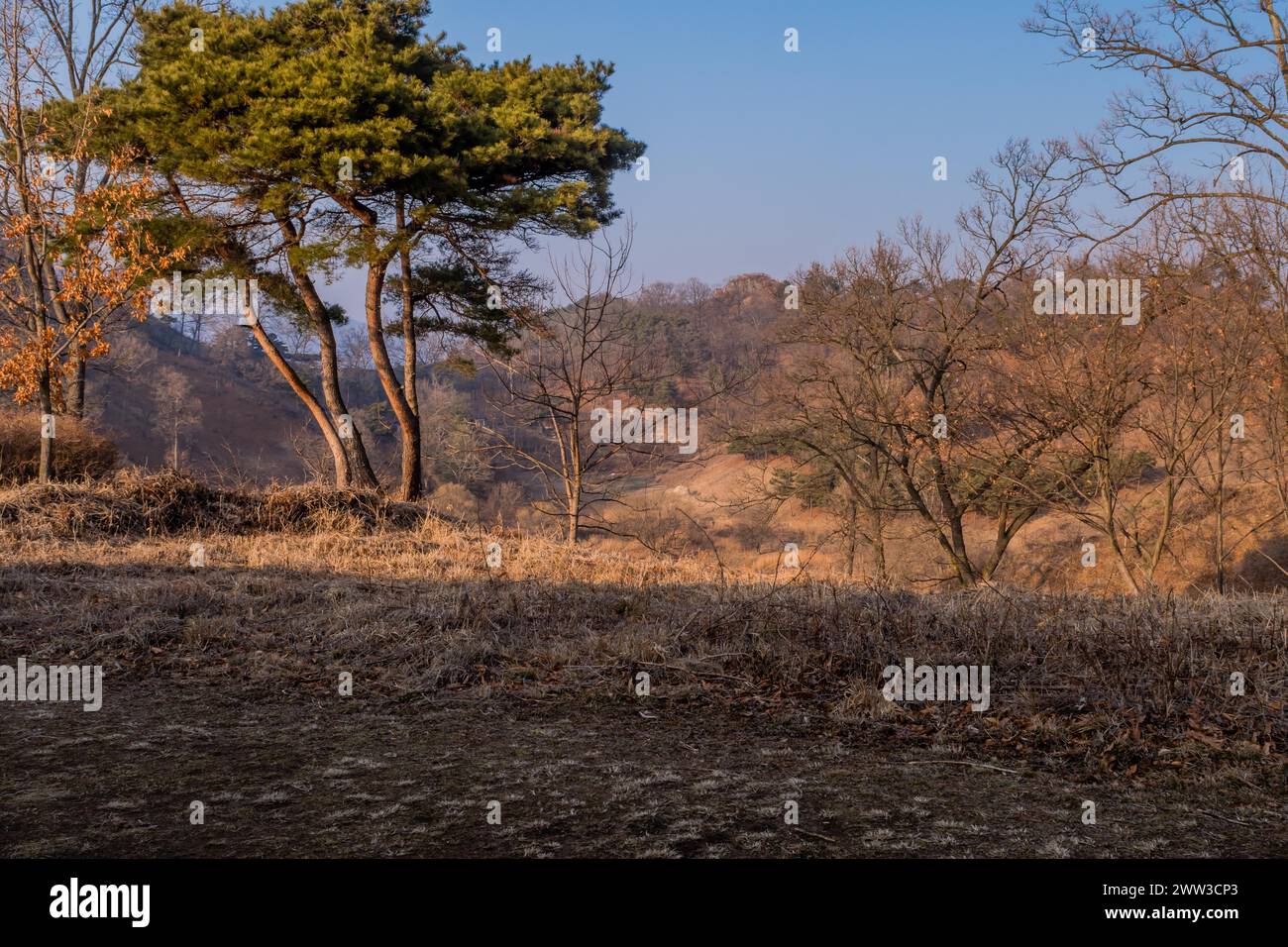 Small grove of evergreen trees growing on mountain with clear blue sky ...