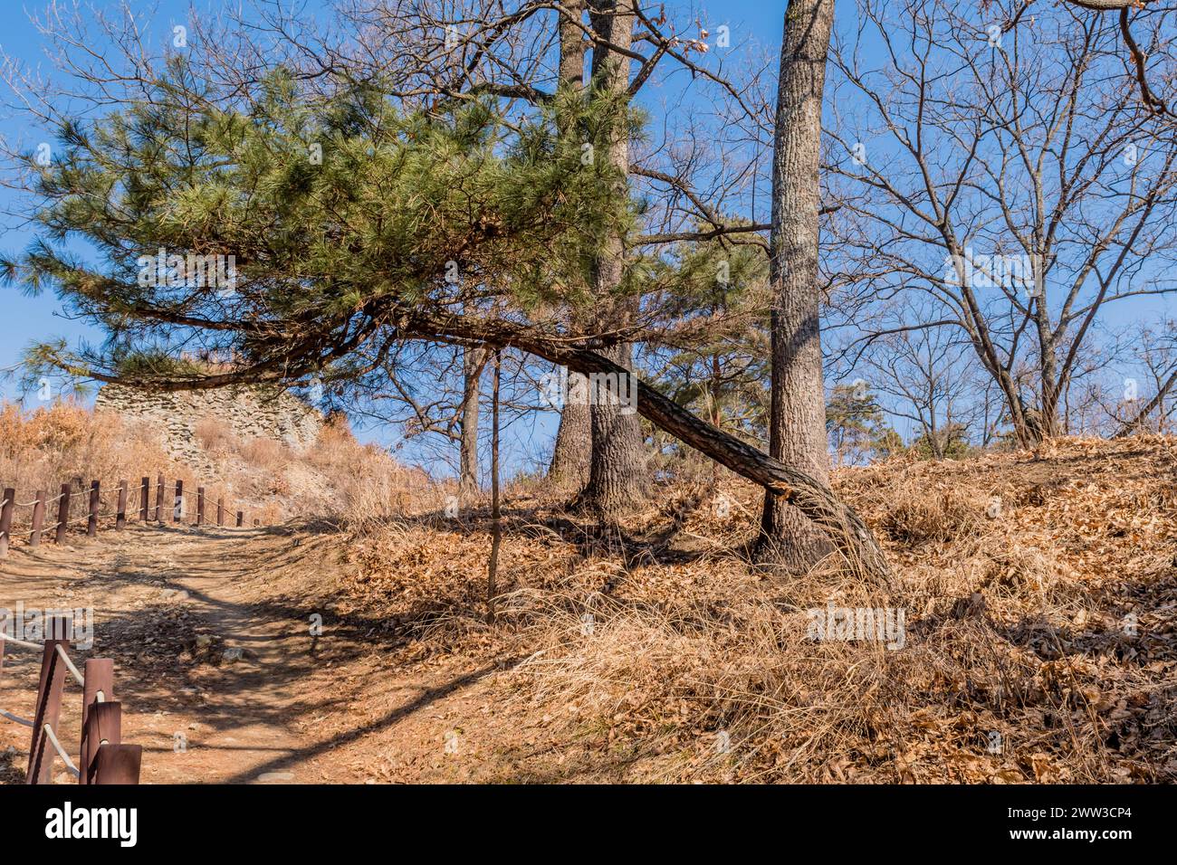 Tree growing at an angle hi-res stock photography and images - Alamy