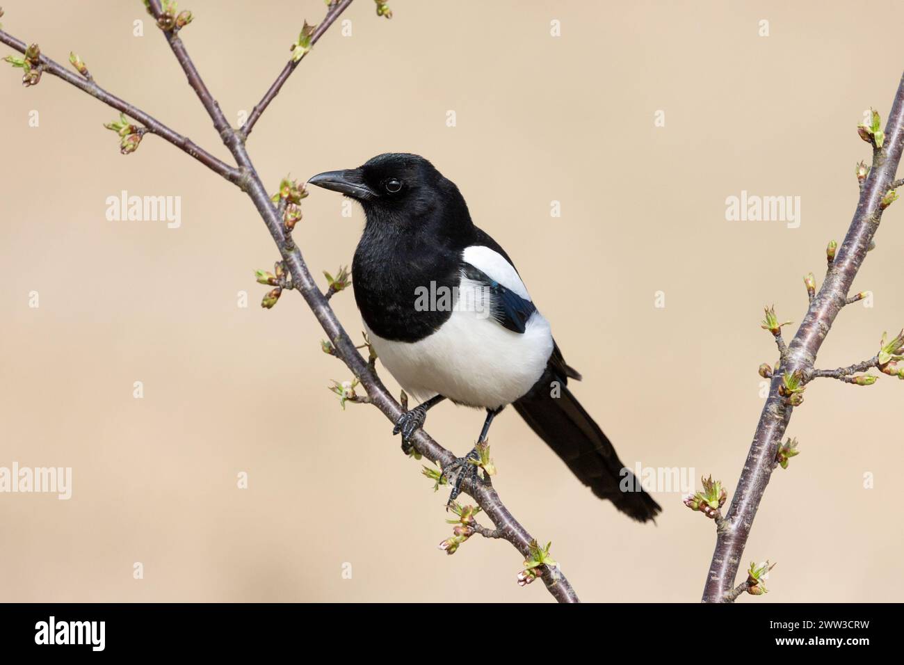 Stunning close up portrait of a beautiful Eurasian Magpie (Pica pica ...