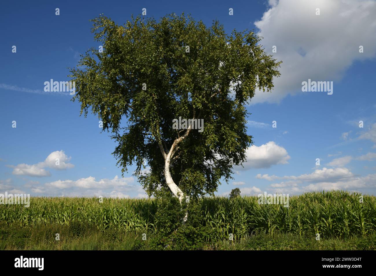 Sommer wolken hi-res stock photography and images - Alamy