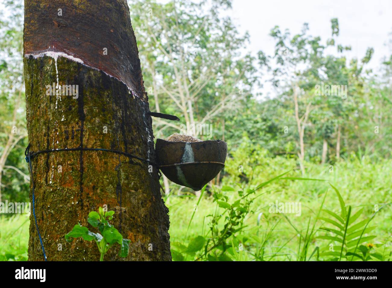 Latex is extracted from natural rubber rubber tree sources, Indonesia ...