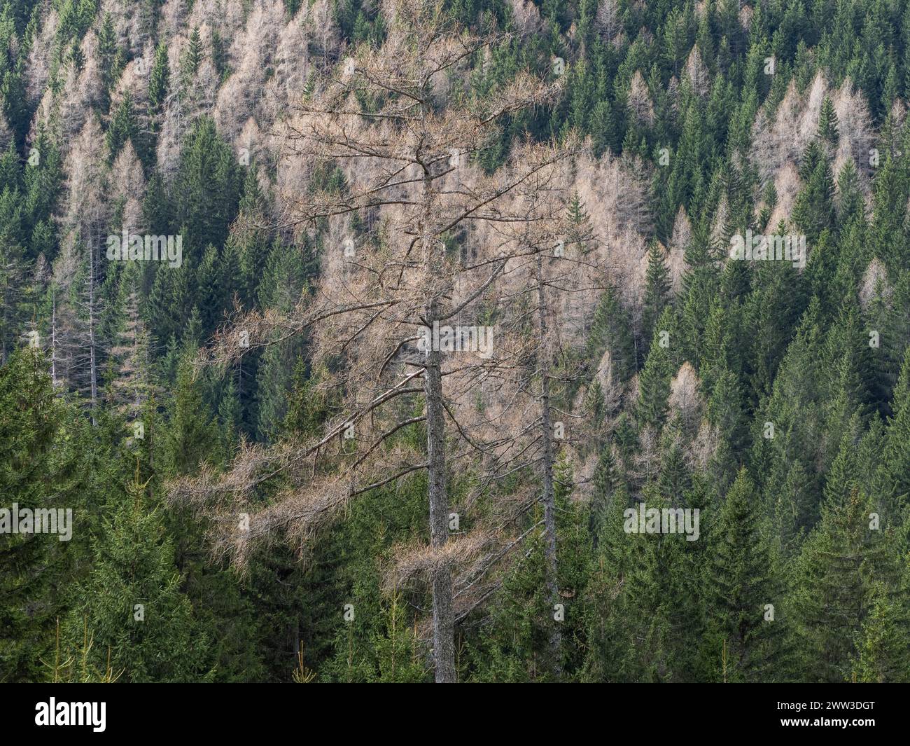 Barren tree in front of a forest, dragging effect, Jassing, Styria ...