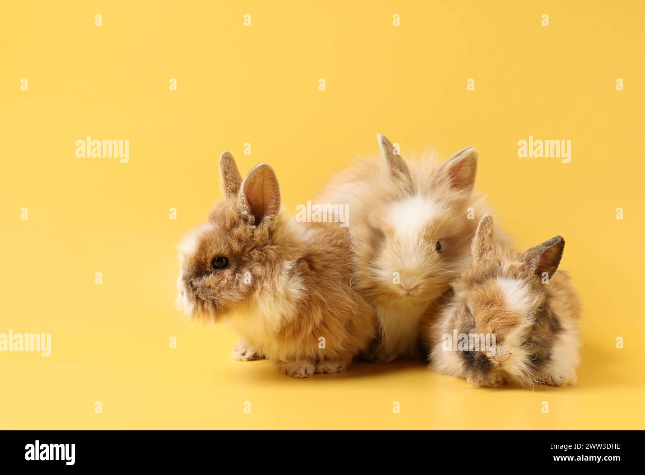 Cute little rabbits on yellow background. Space for text Stock Photo ...